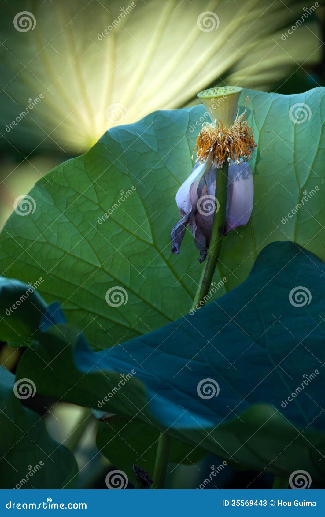 Lotus seed stock image. Image of core, waterdrop, lotus - 35569443