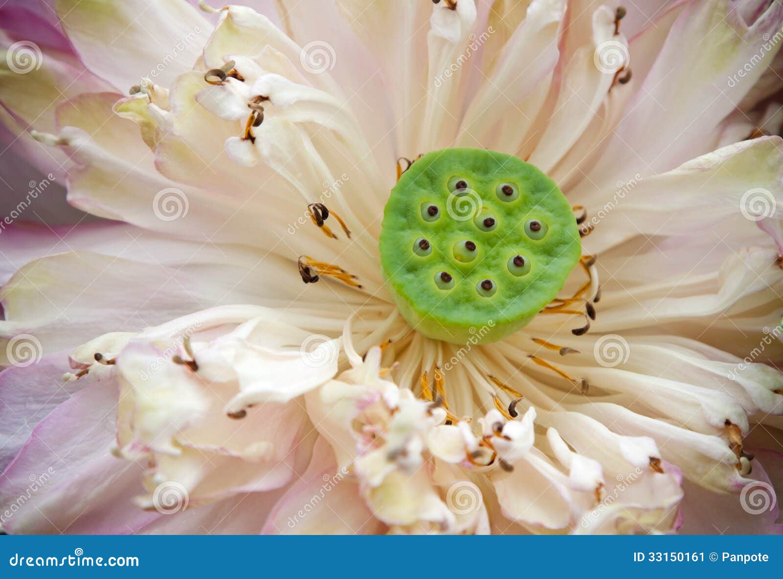 Lotus seed stock image. Image of flower, pattern, seed - 33150161