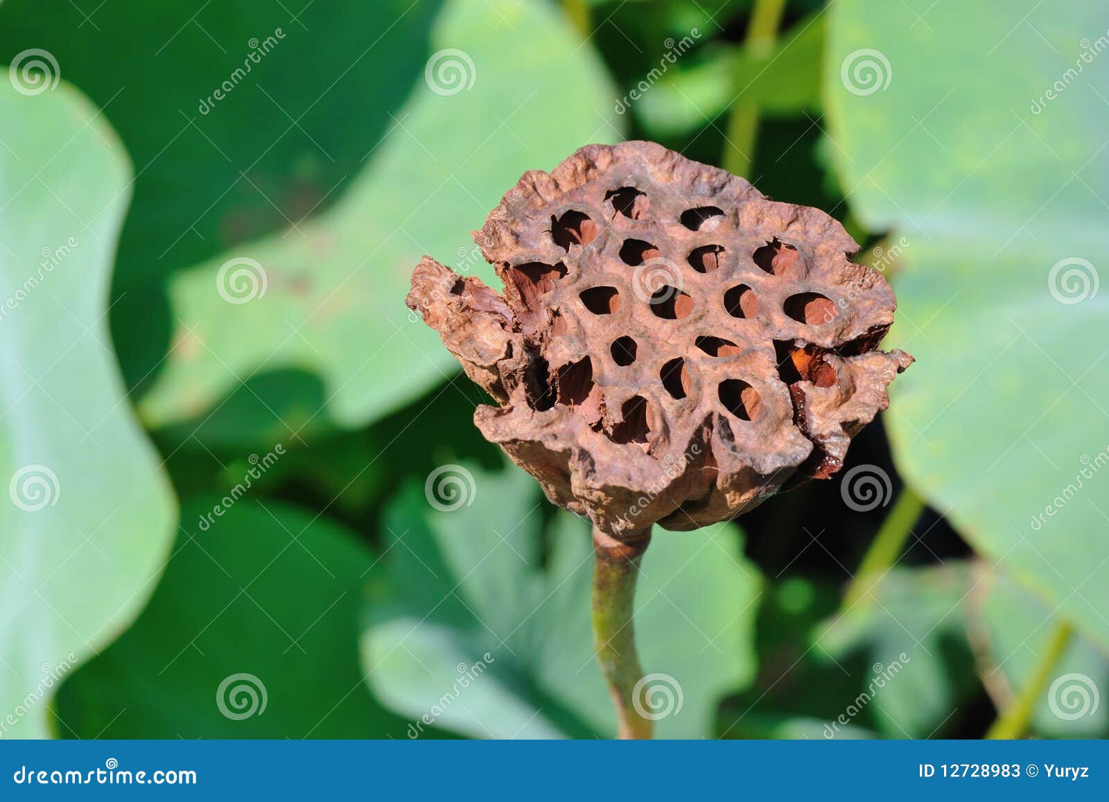 Lotus seed head stock image. Image of head, empty, autumn - 12728983