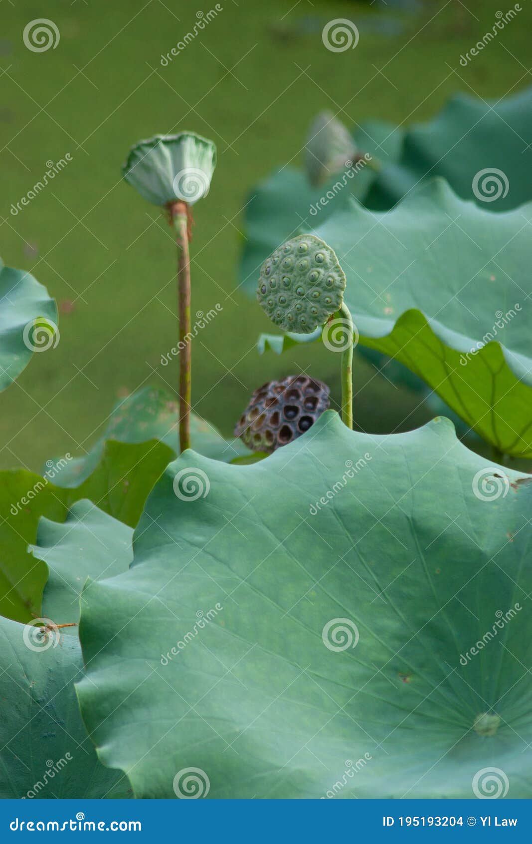 A Lotus Seed Head , Lotus Flower Head Stock Photo - Image of seeds ...