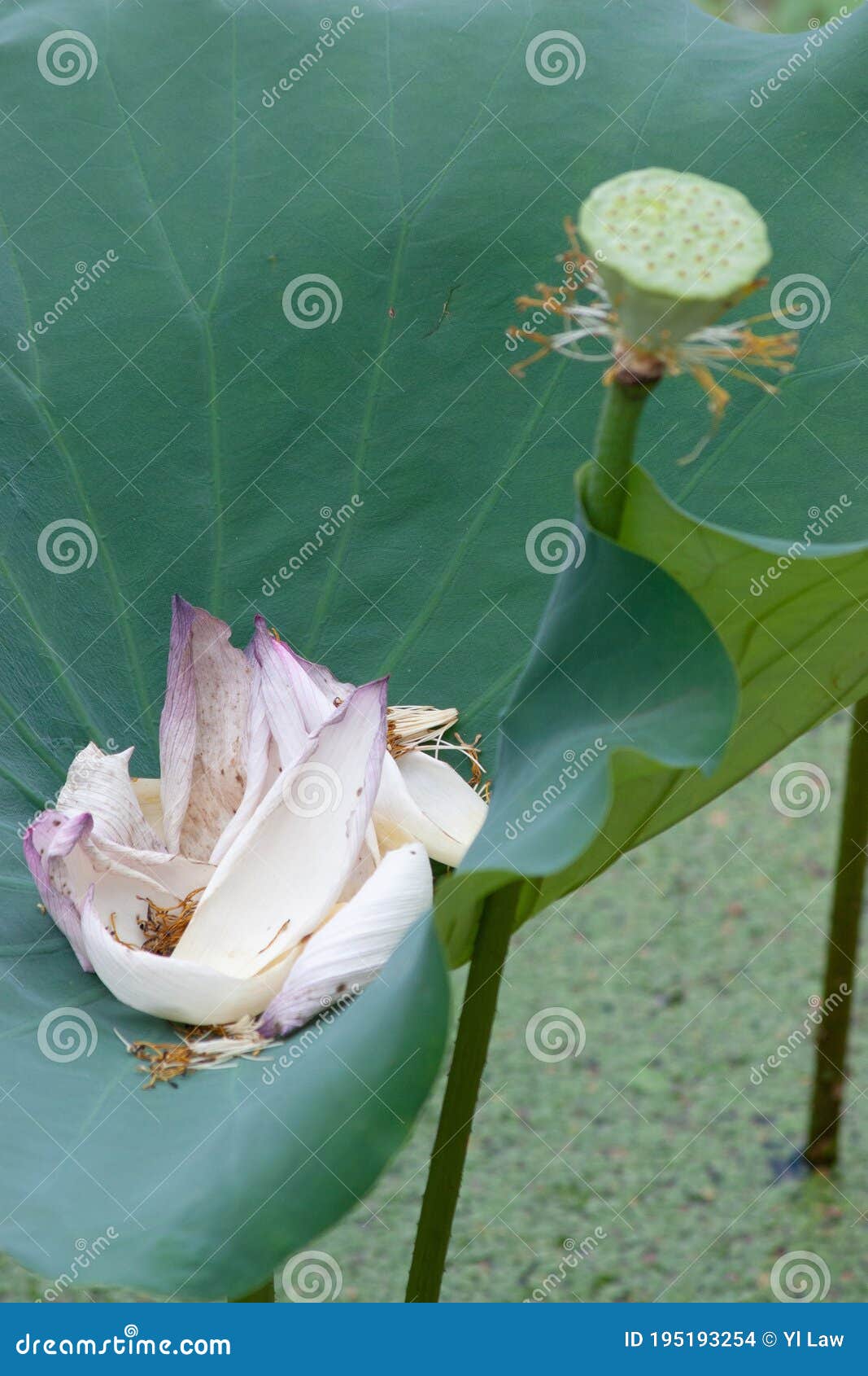 A Lotus Seed Head , Lotus Flower Head Stock Photo - Image of symbolic ...