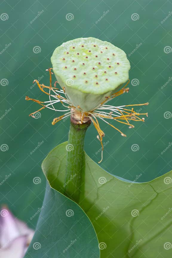 A Lotus Seed Head , Lotus Flower Head Stock Image - Image of aquatic ...