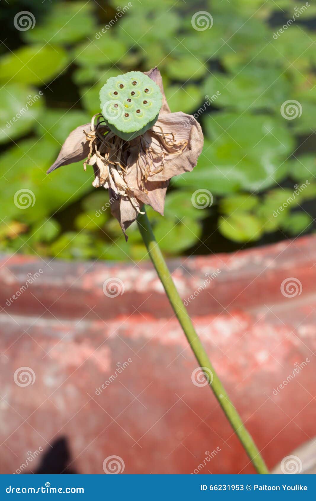Lotus seed head stock image. Image of head, herbal, pond - 66231953