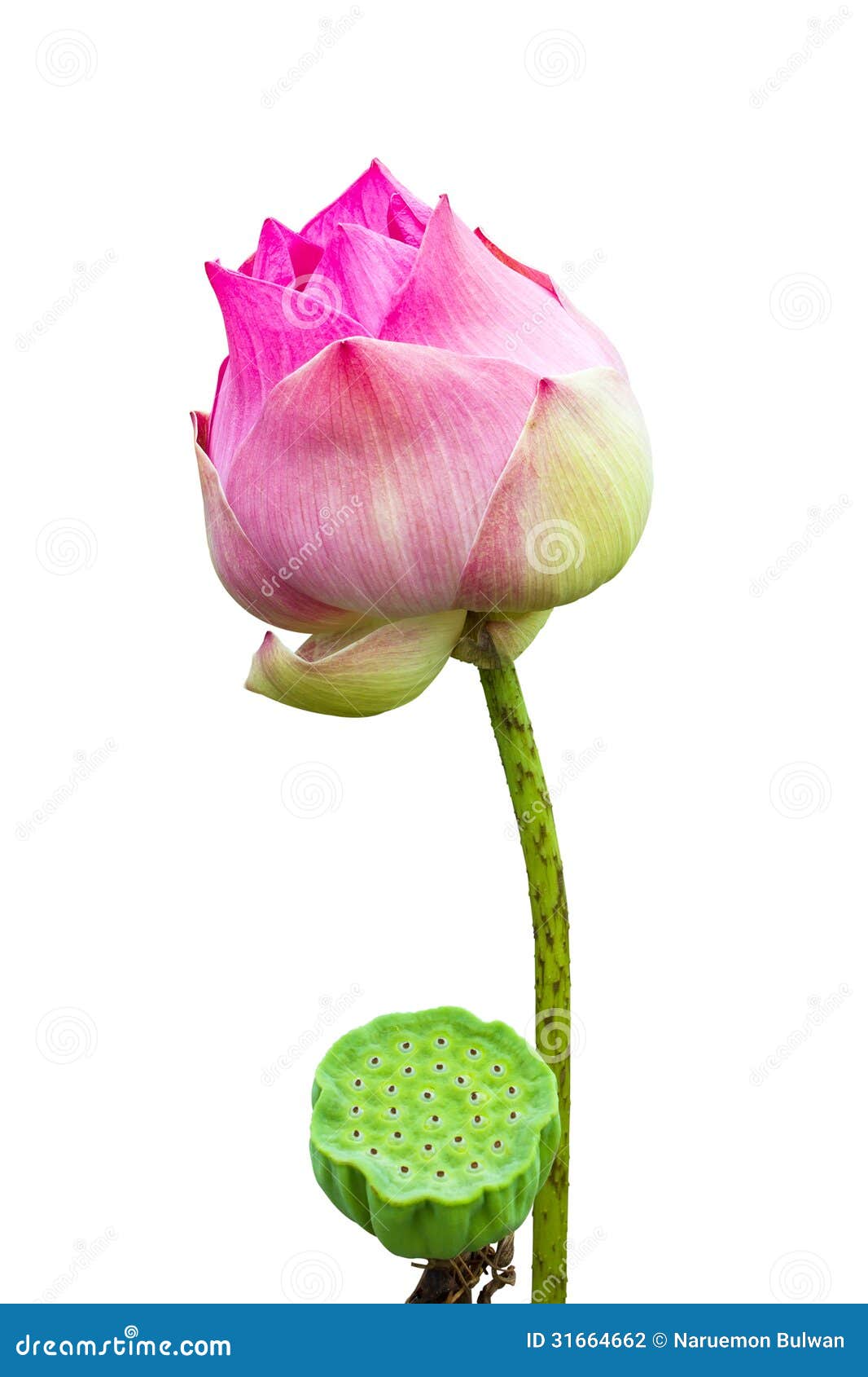 Lotus Seed and Lotus Flower Isolated Stock Photo - Image of isolated ...