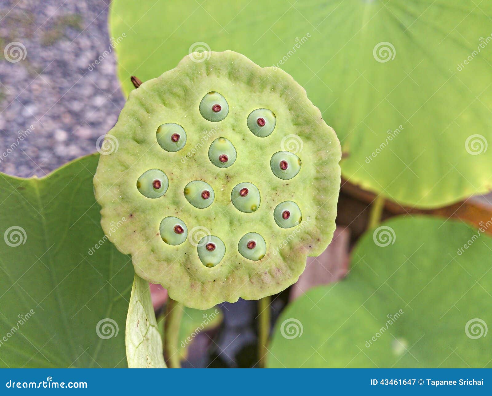 Lotus seed pod stock image. Image of lily, float, lilyblossom - 43461647