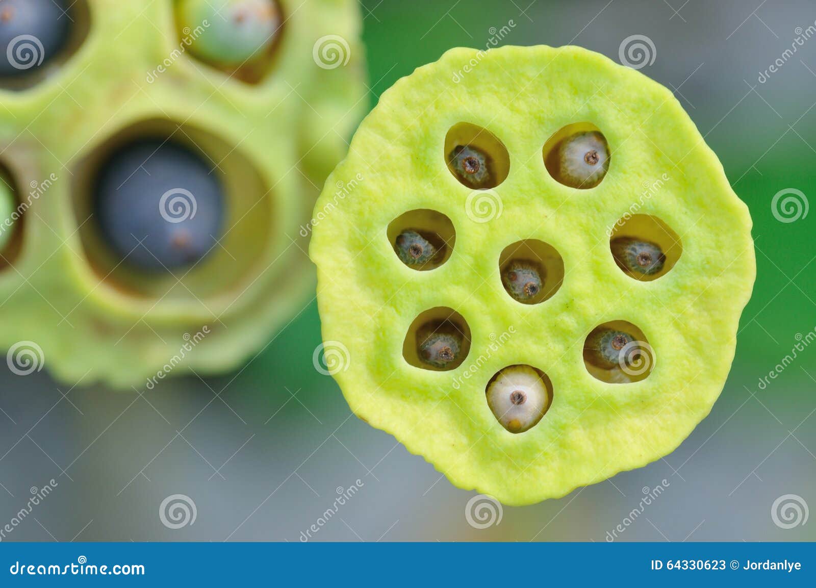 Lotus seed pod stock image. Image of flower, asia, east - 64330623