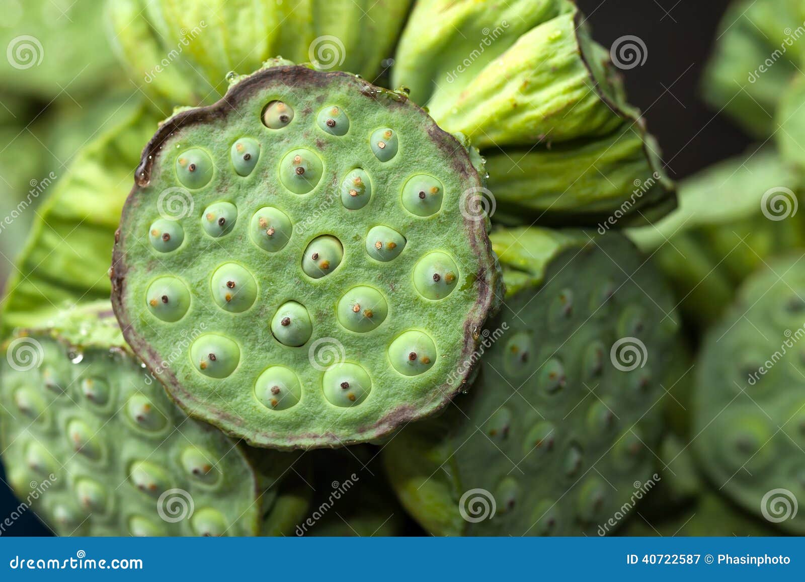 Lotus Seed Pod Stock Photo | CartoonDealer.com #6370206