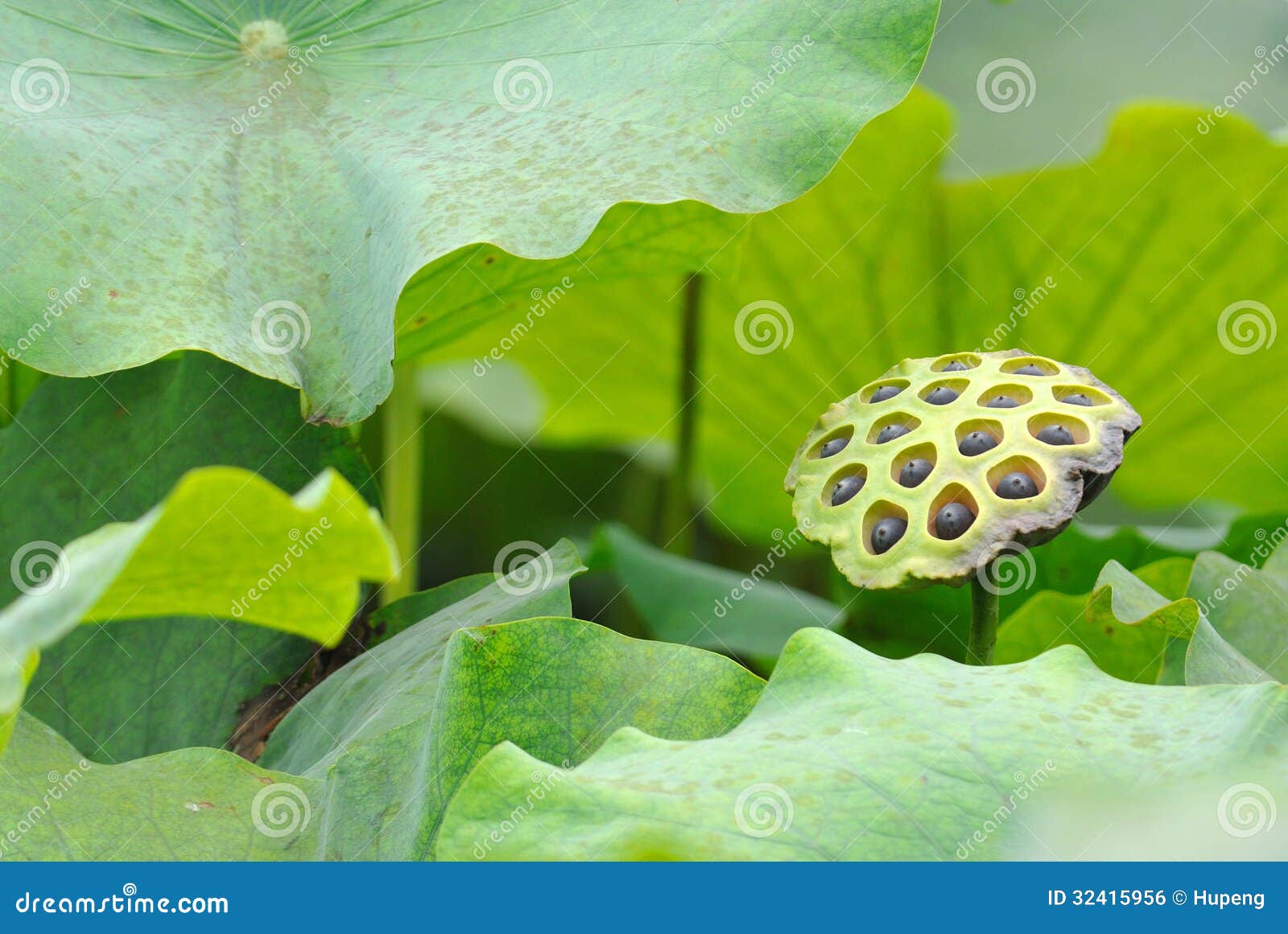 Lotus Seed Royalty-Free Stock Photo | CartoonDealer.com #20756247