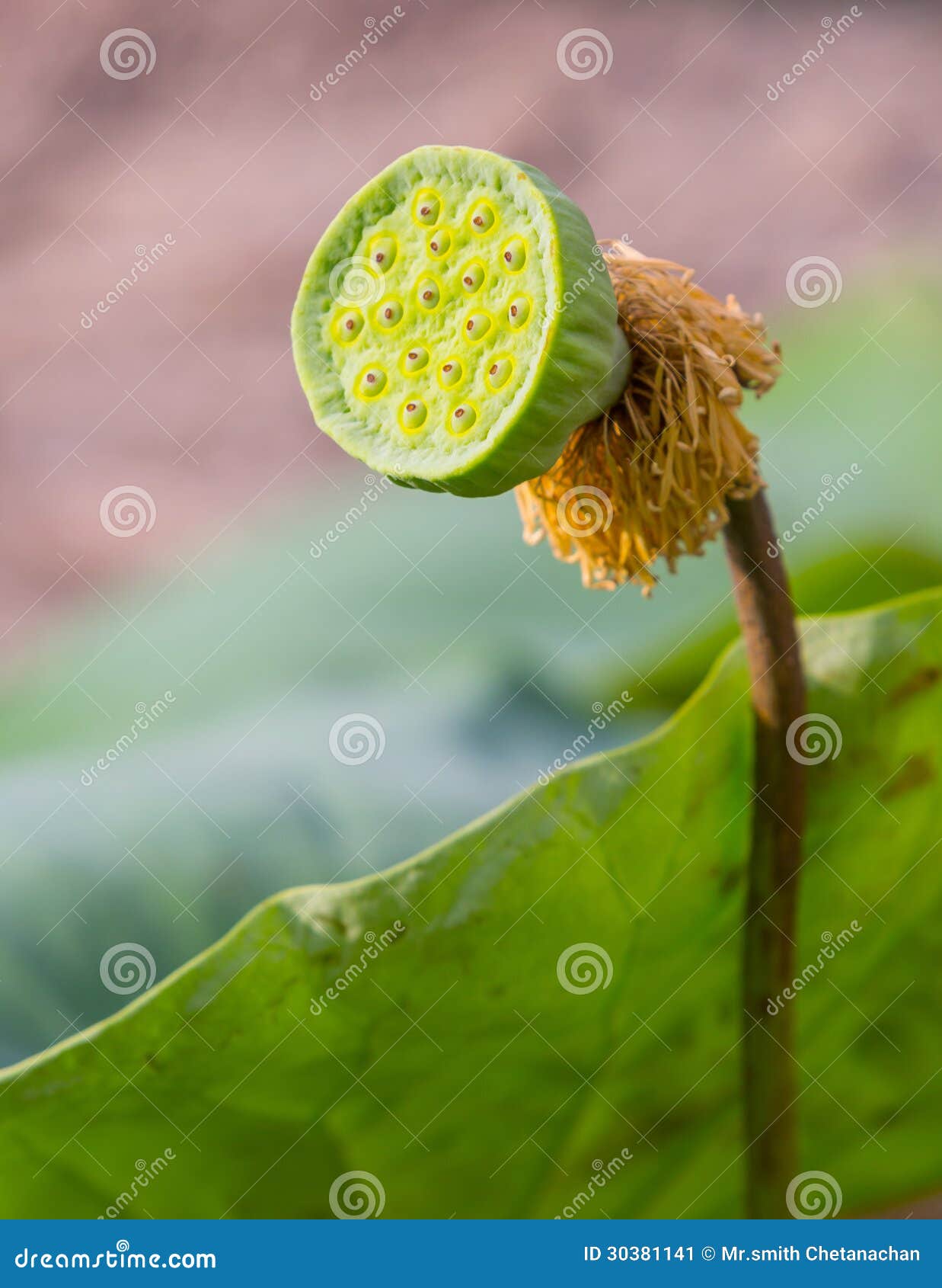 Lotus seed pod stock image. Image of flower, asia, botany - 30381141