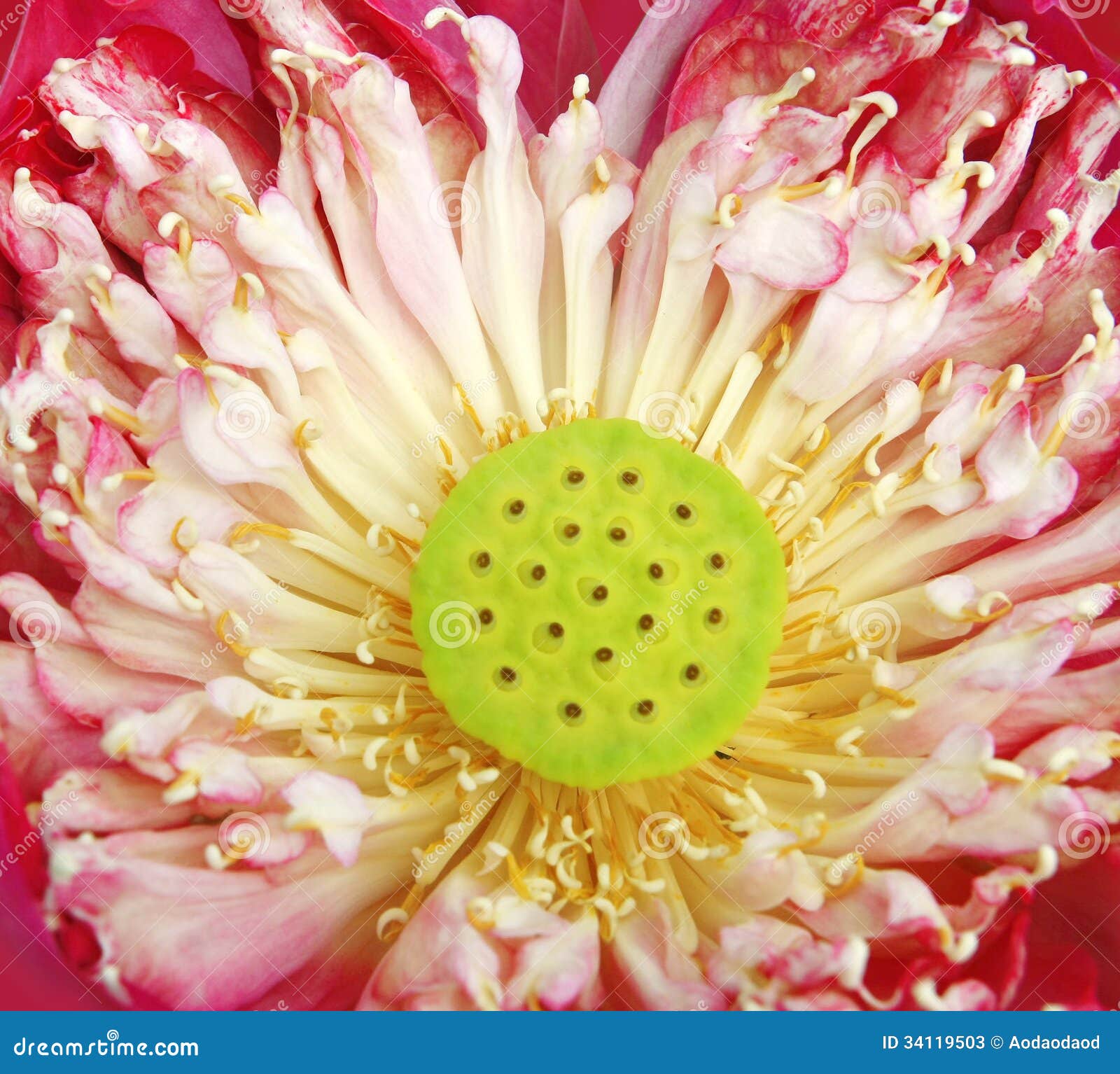 Lotus seed pot and pollen stock image. Image of lotus - 34119503