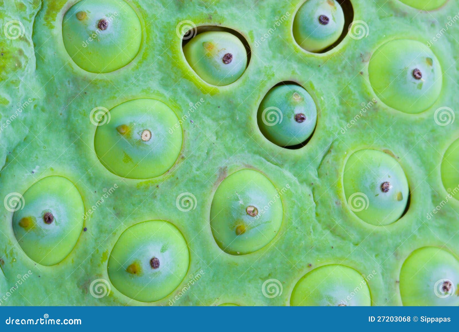 Lotus Seed Surface, Close-up. Stock Photo - Image of tropical, asian ...