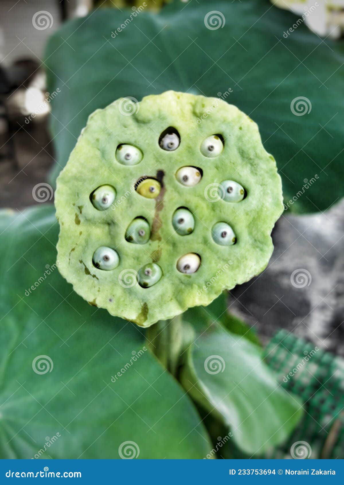 Lotus seed stock photo. Image of insect, real, seed - 233753694