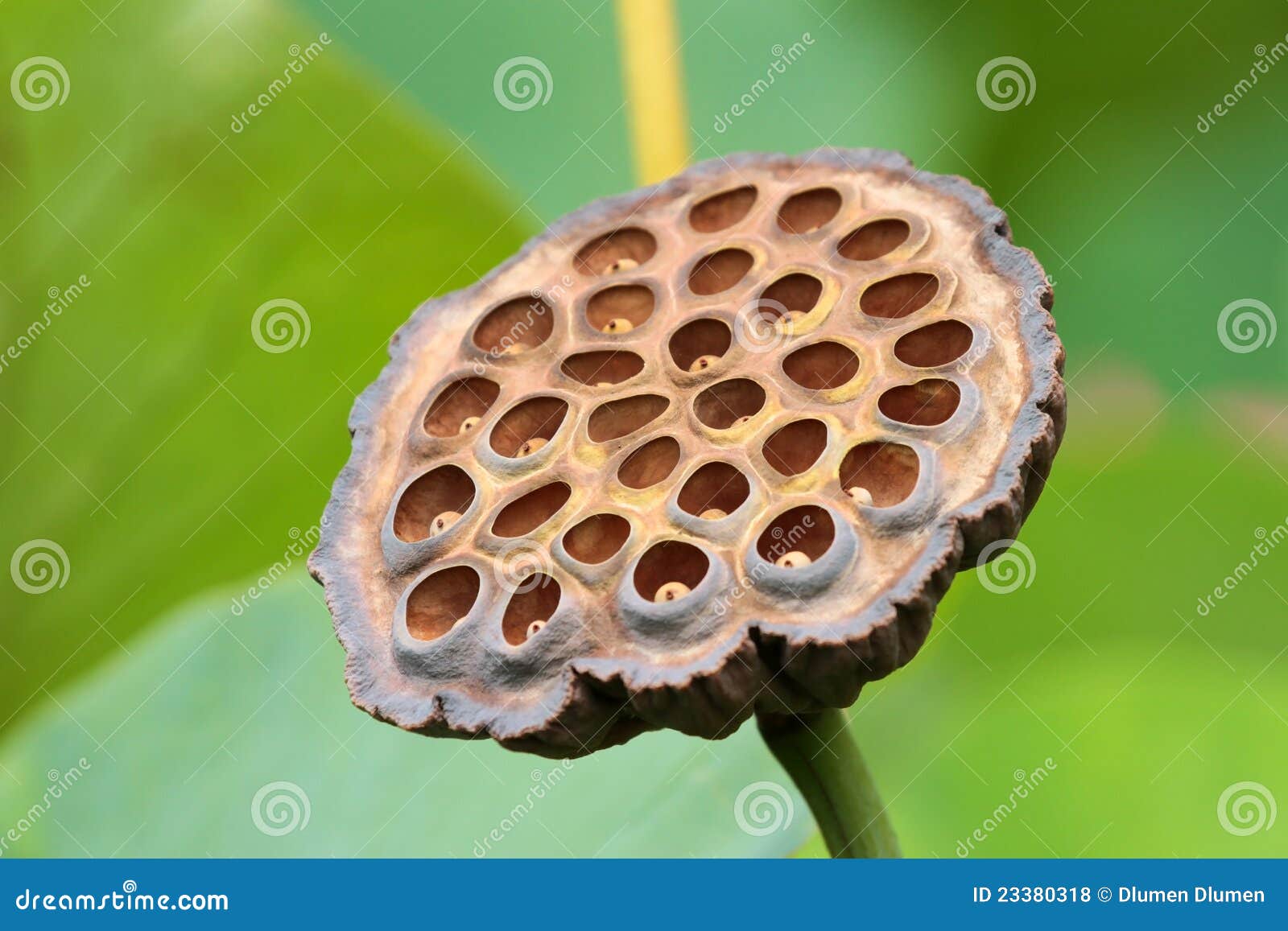 Lotus Seedpod stock photo. Image of closeup, east, herbal - 23380318