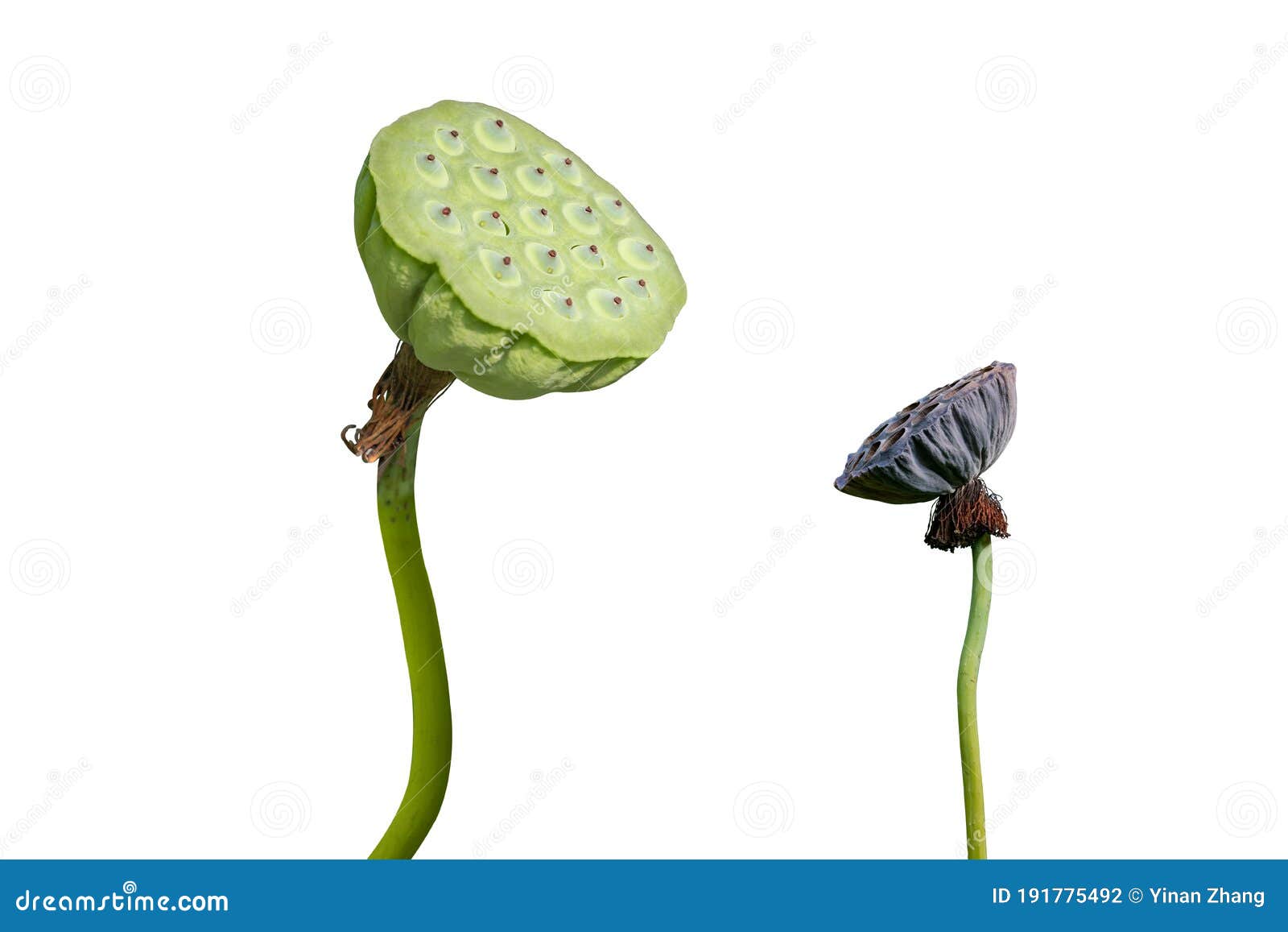 Lotus seedpod stock photo. Image of fruits, daytime - 191775492