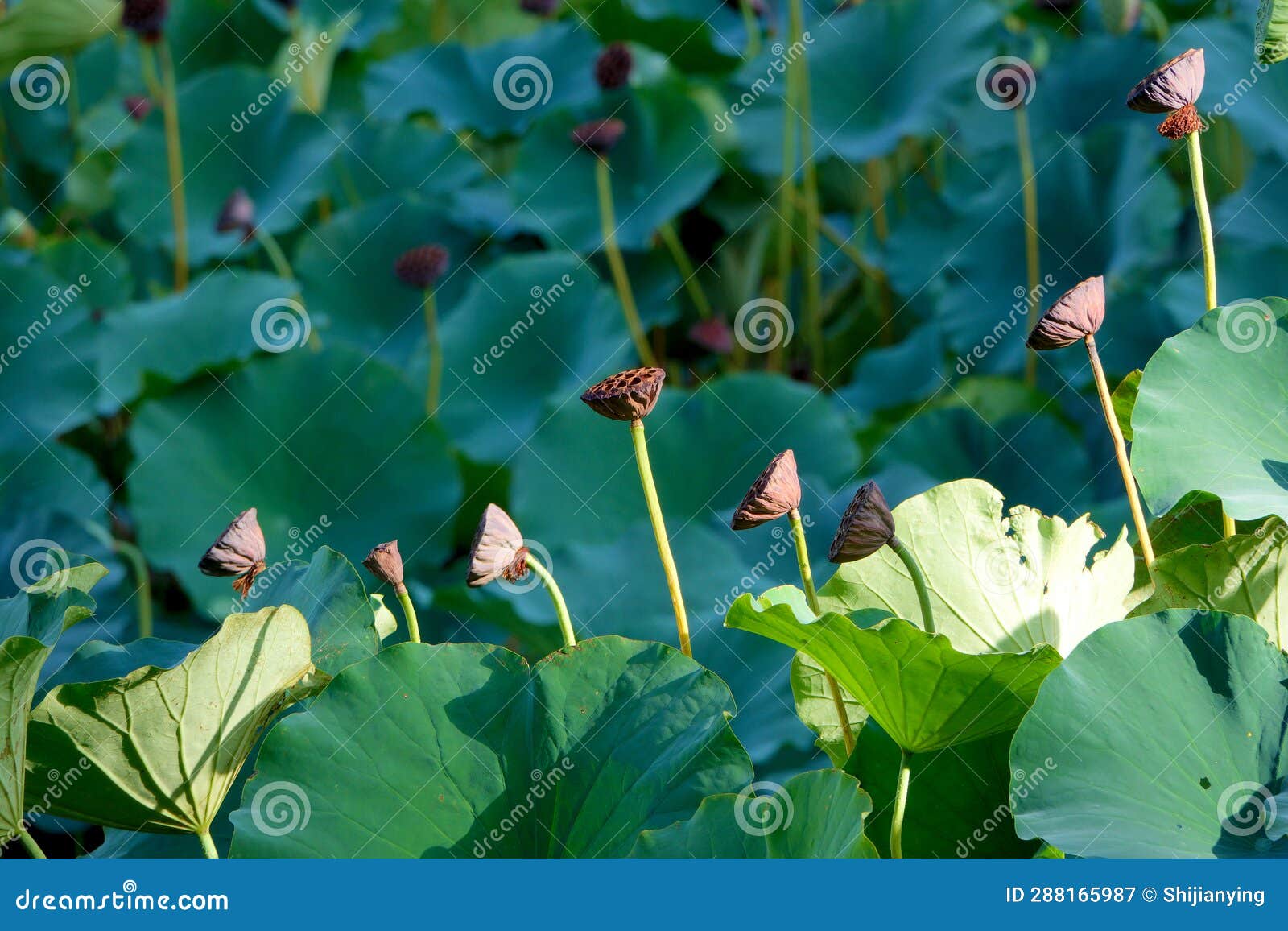 Lotus seedpods stock image. Image of lotus, water, natural - 288165987