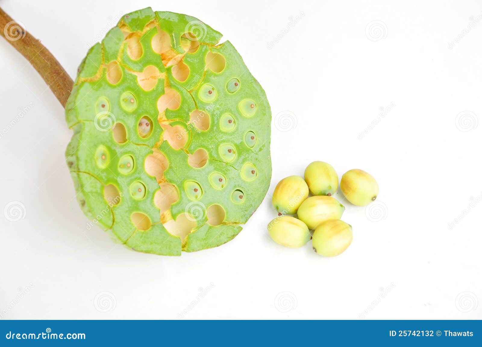 Lotus seeds stock photo. Image of freshness, asia, scattered - 25742132