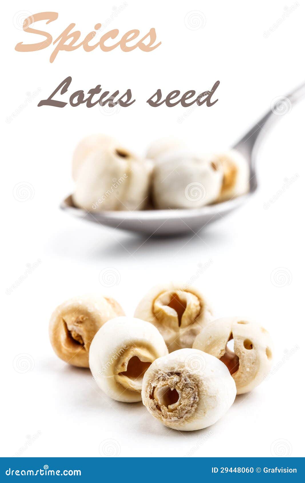 Lotus seeds stock photo. Image of nuts, healthy, herbs - 29448060