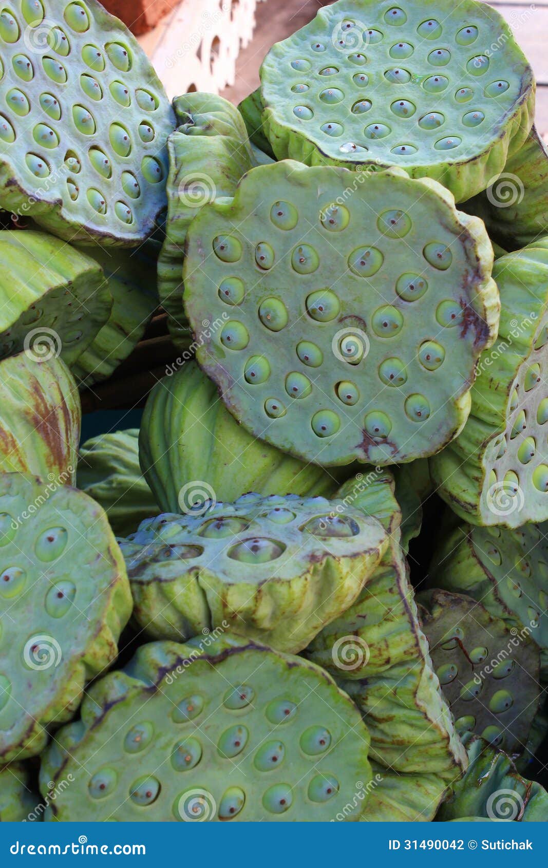 Lotus seeds stock photo. Image of east, asian, plant - 31490042