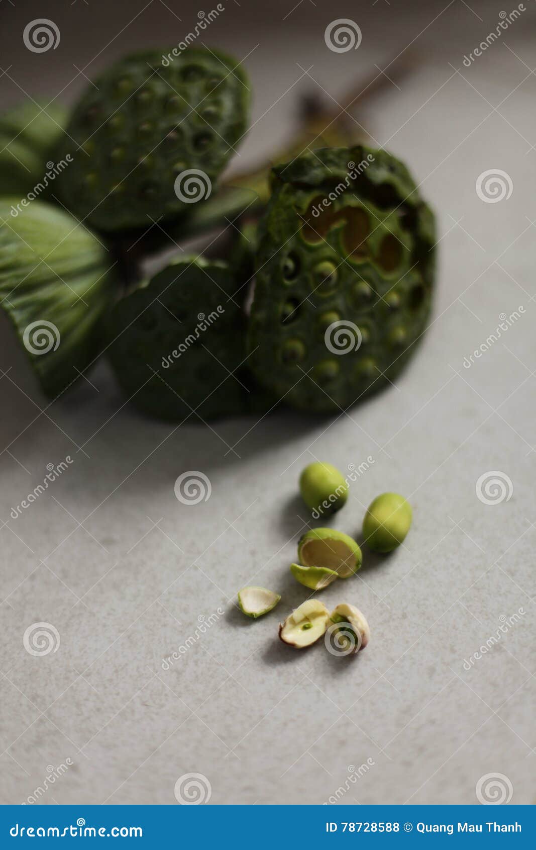 Lotus seeds on a men hand. stock photo. Image of exotic - 78728588