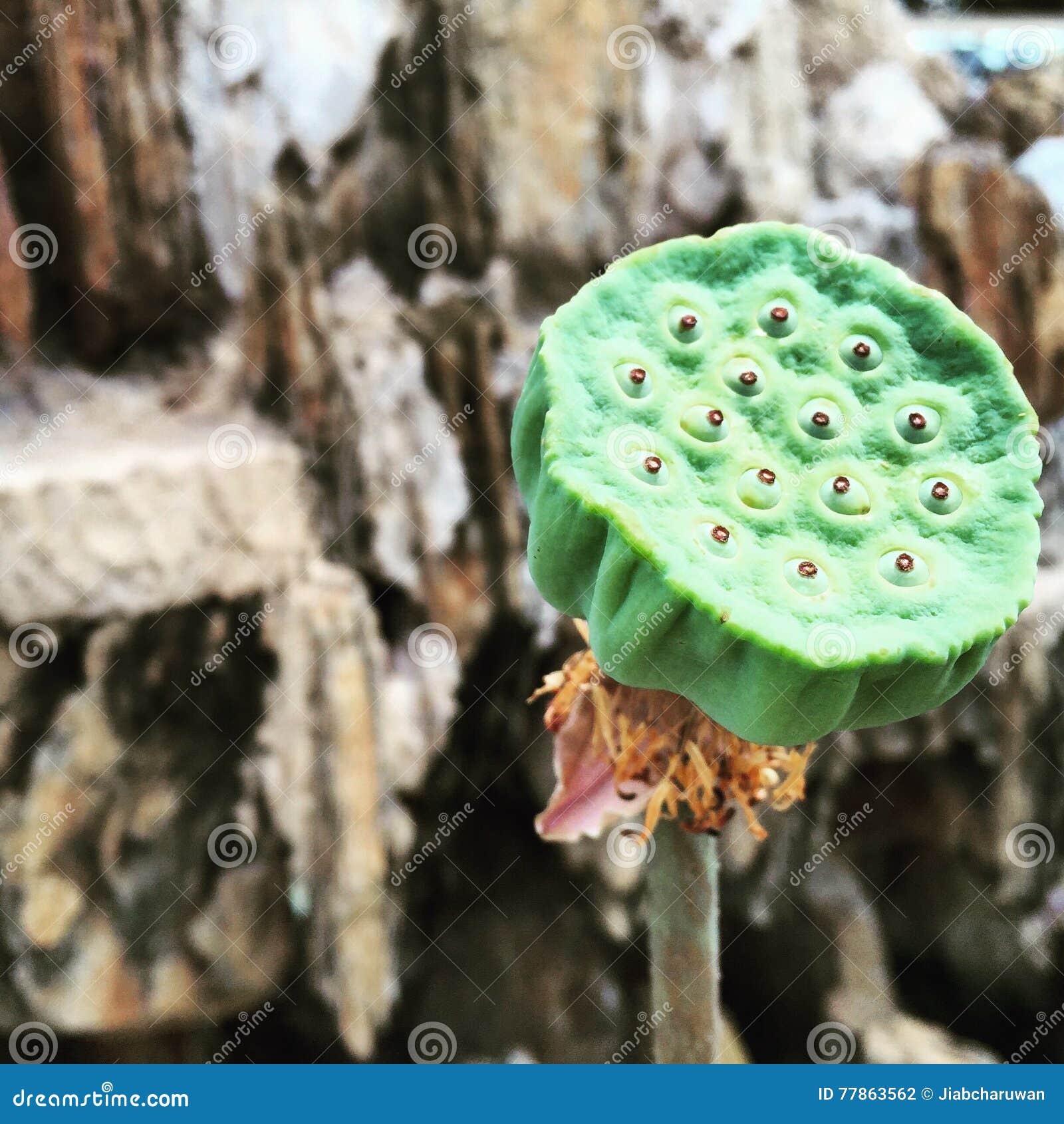Lotus seeds on stalk stock photo. Image of stalk, lotus - 77863562