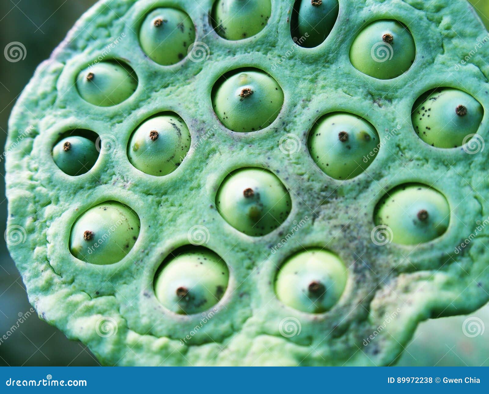 Lotus Seeds stock photo. Image of seeds, macro, lotus - 89972238