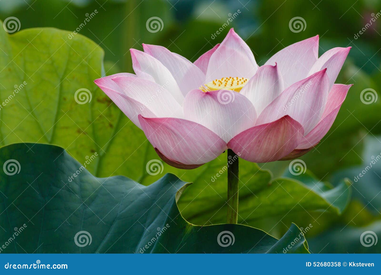 Lotus - the Sense of Enlightenment Stock Photo - Image of leaf, botany ...