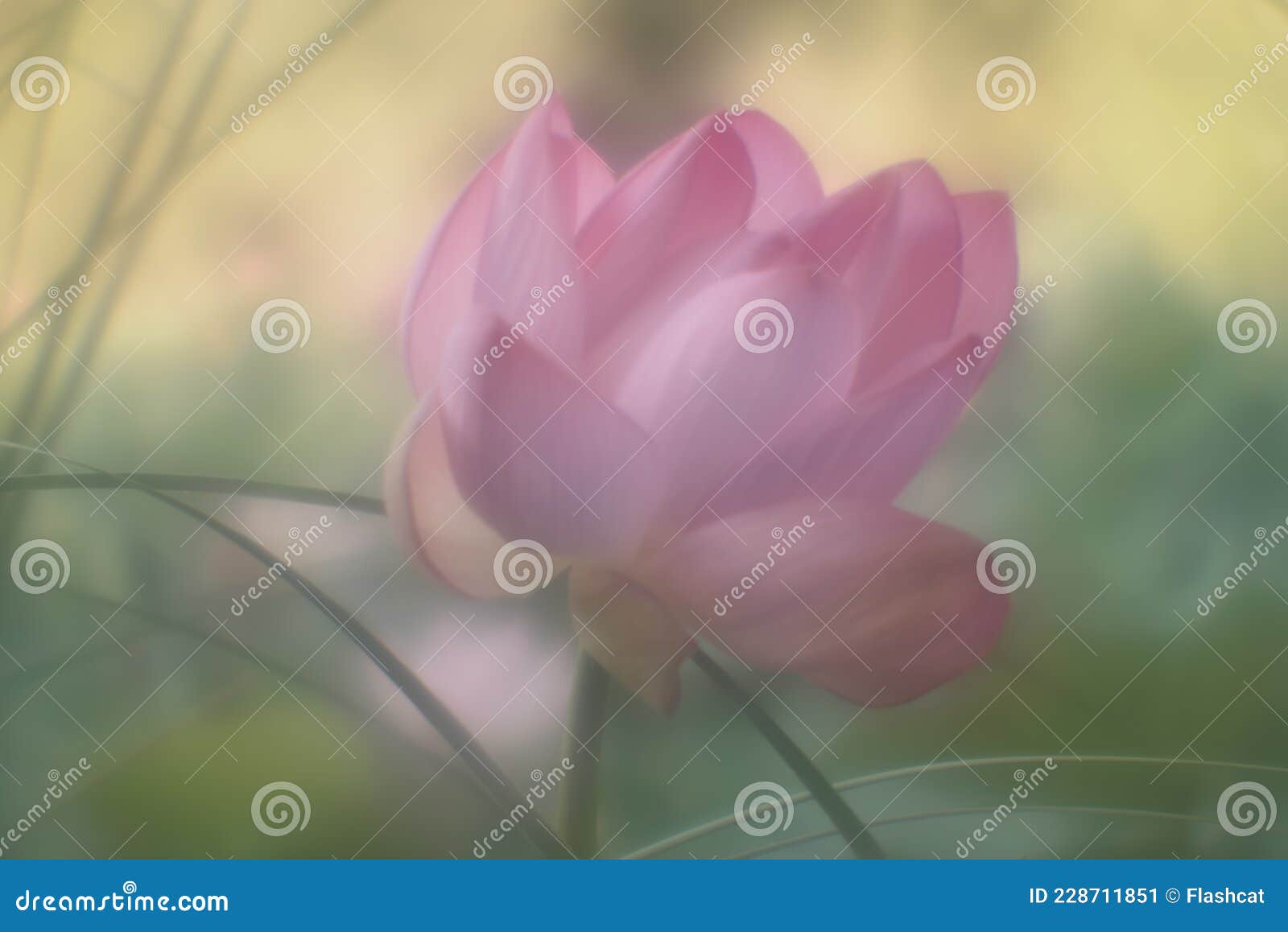 The lotus in the shadow stock image. Image of lotus - 228711851