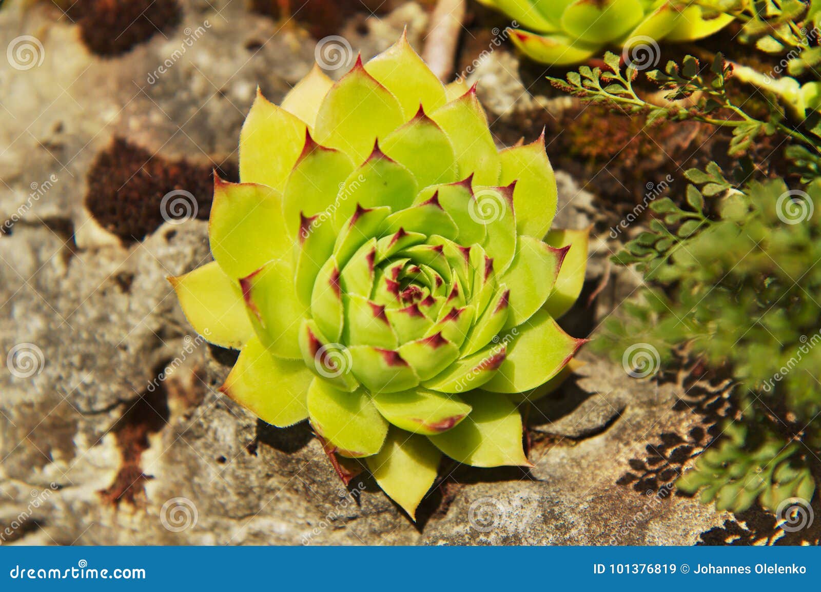 Lotus Shaped petals stock image. Image of shape, ratio - 101376819