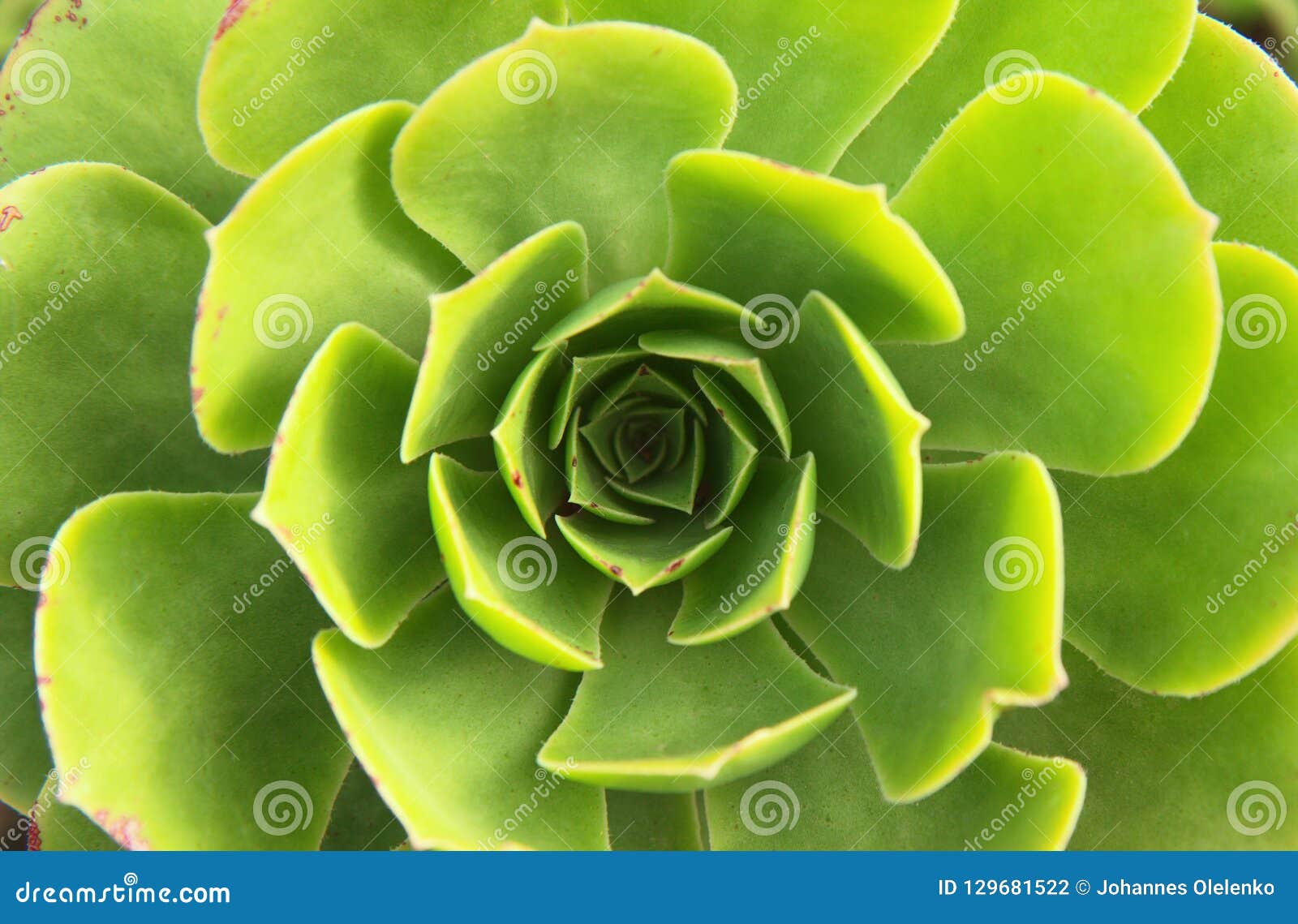 Lotus Shaped Plant stock photo. Image of metal, gate - 129681522