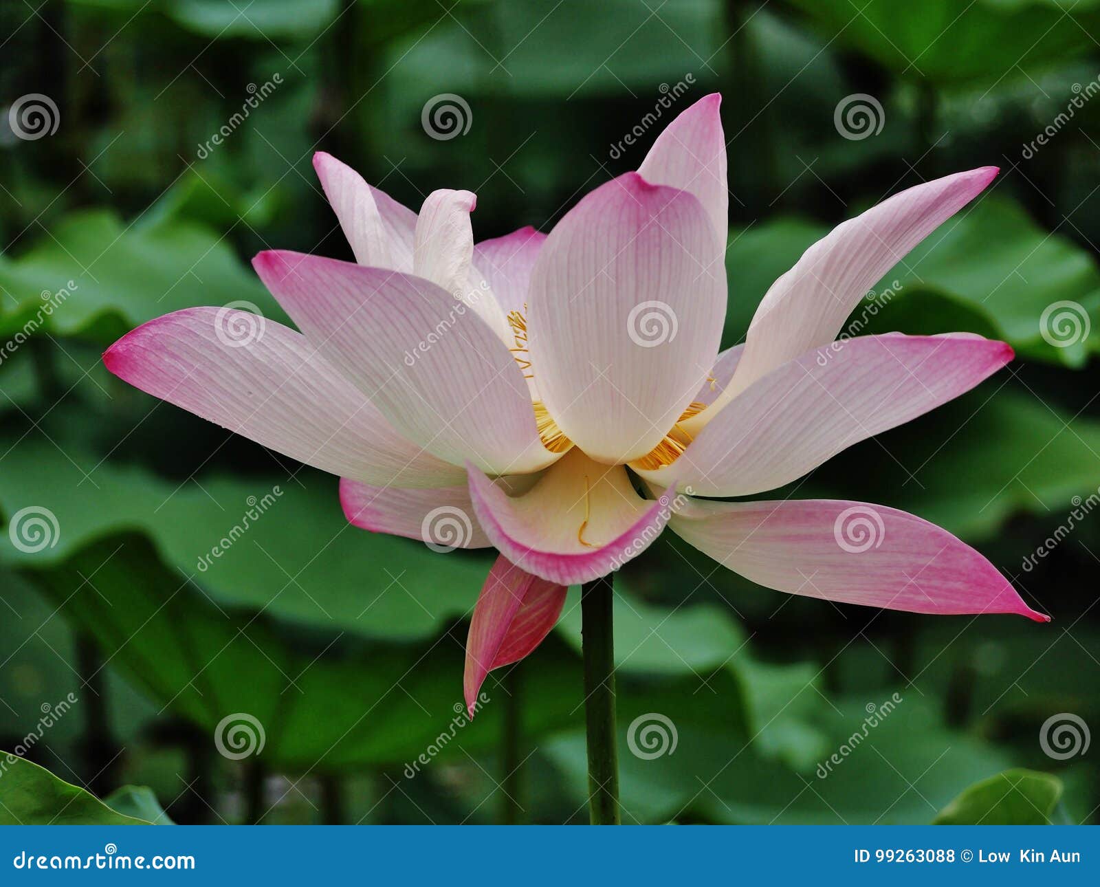 Lotus stand alone stock photo. Image of lotus, blooming - 99263088