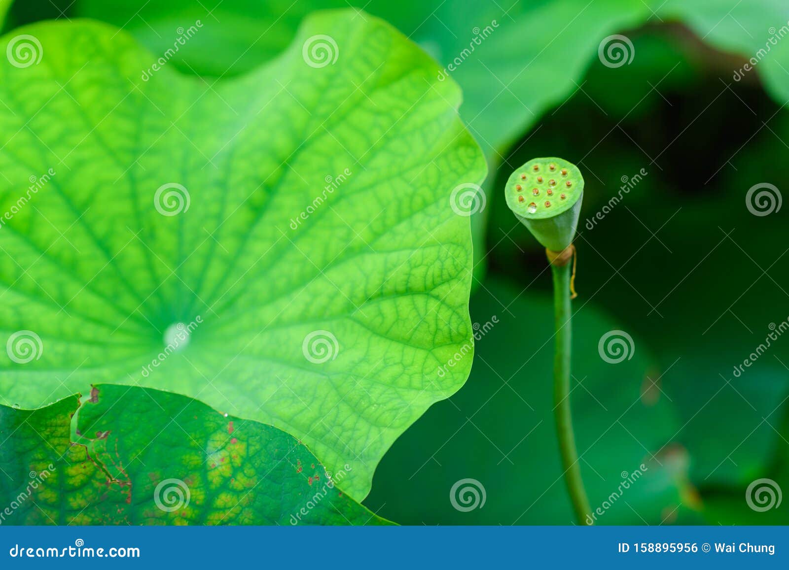 Lotus stem Nara, Japan stock photo. Image of toshodaiji - 158895956