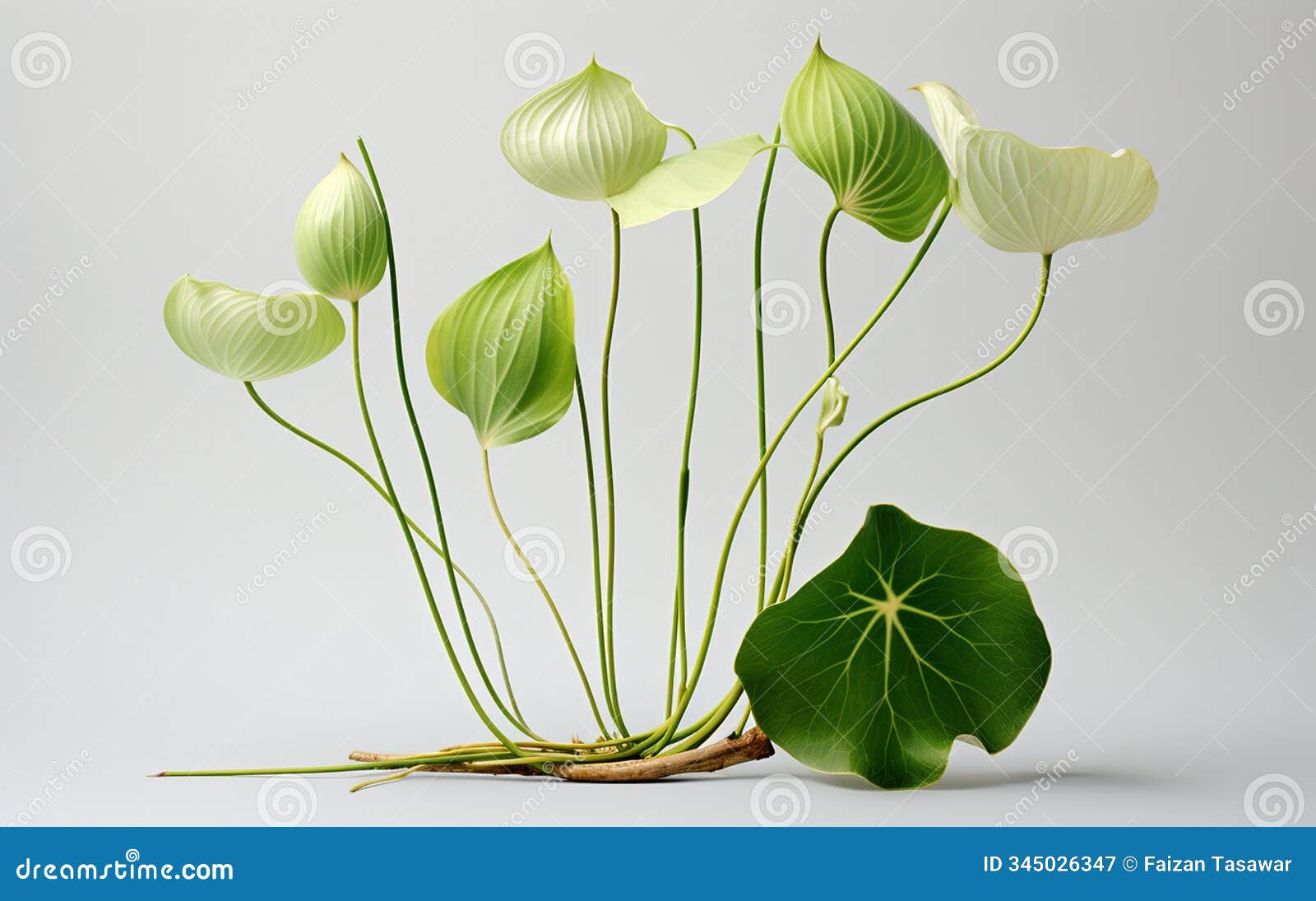 Lotus Stem White Background Stock Illustration - Illustration of ...