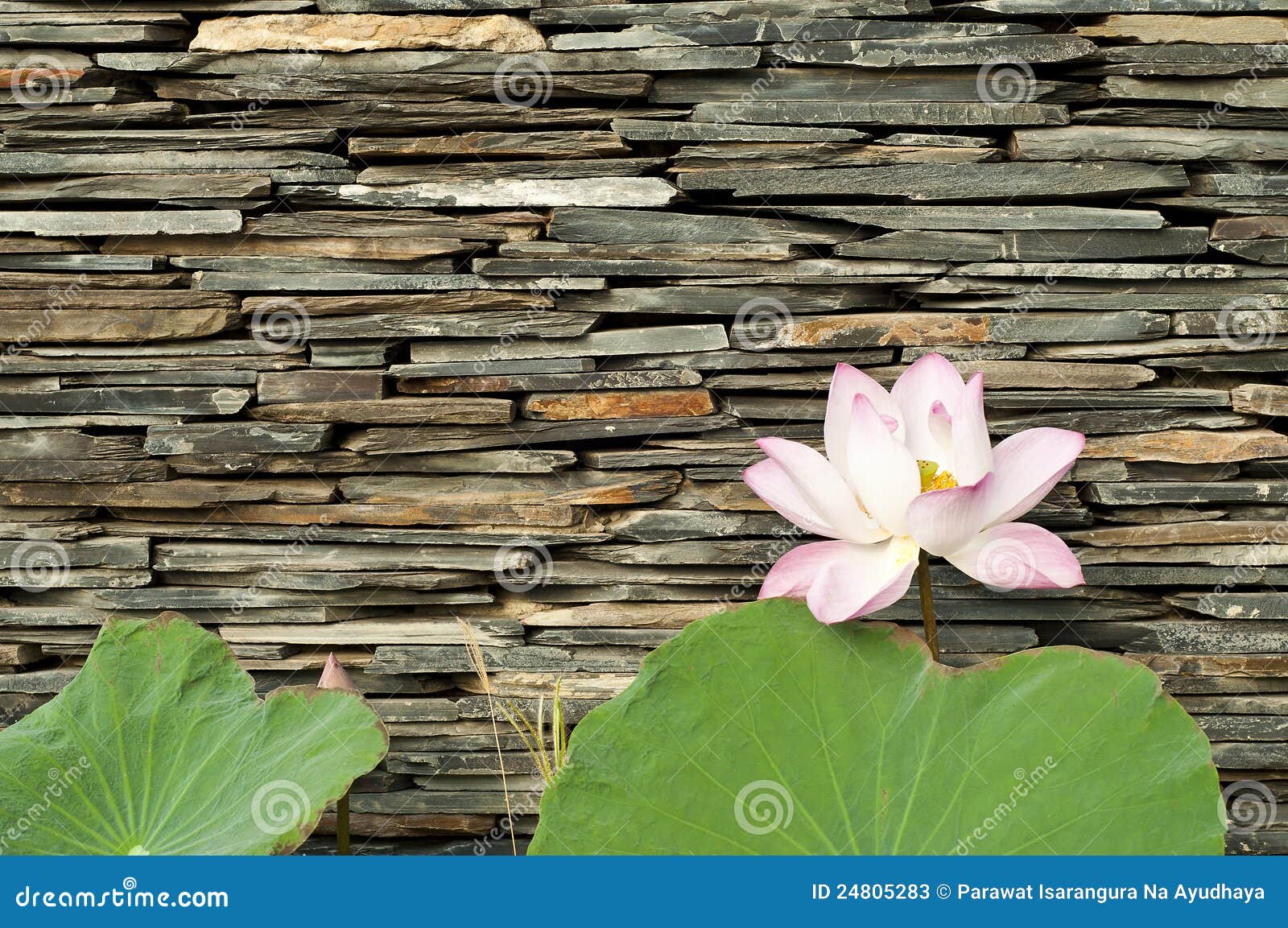 Lotus With Stone Wall Background. Royalty-Free Stock Photography ...