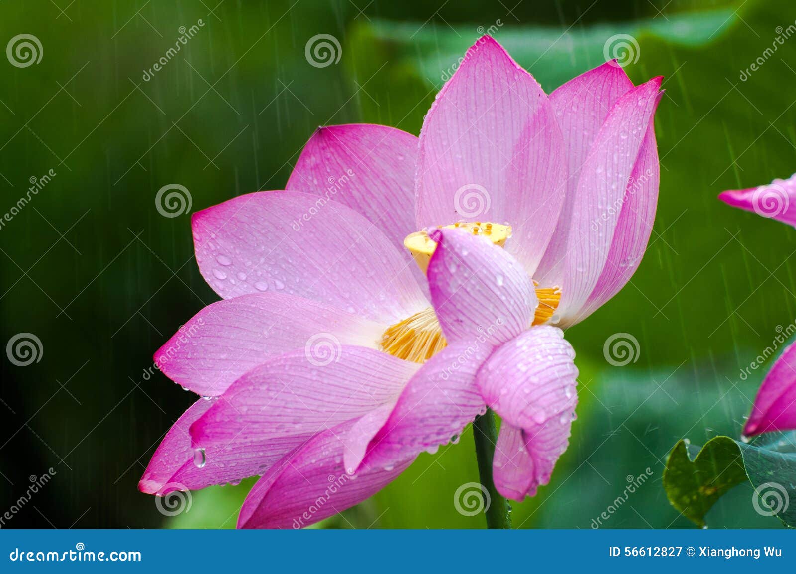 Lotus struck in rain stock image. Image of floral, breeding - 56612827