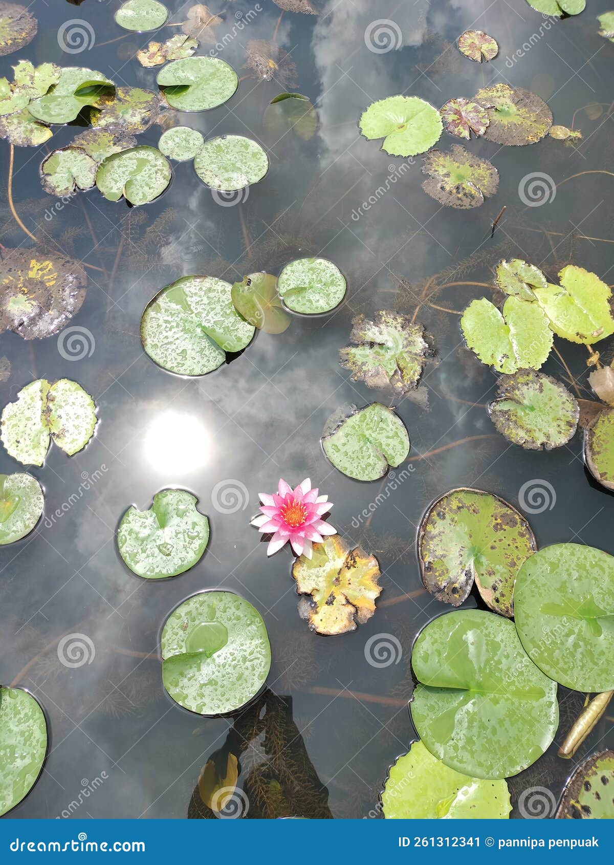 Lotus in the swamp stock image. Image of green, tree - 261312341