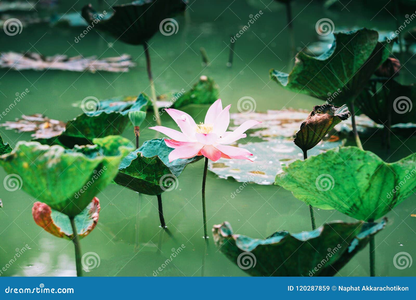 Lotus in the swamp stock image. Image of green, lotus - 120287859