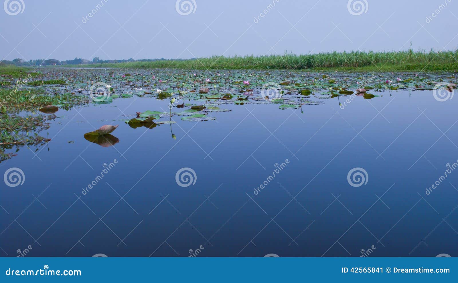 Lotus swamp stock image. Image of lily, outdoor, lotus - 42565841