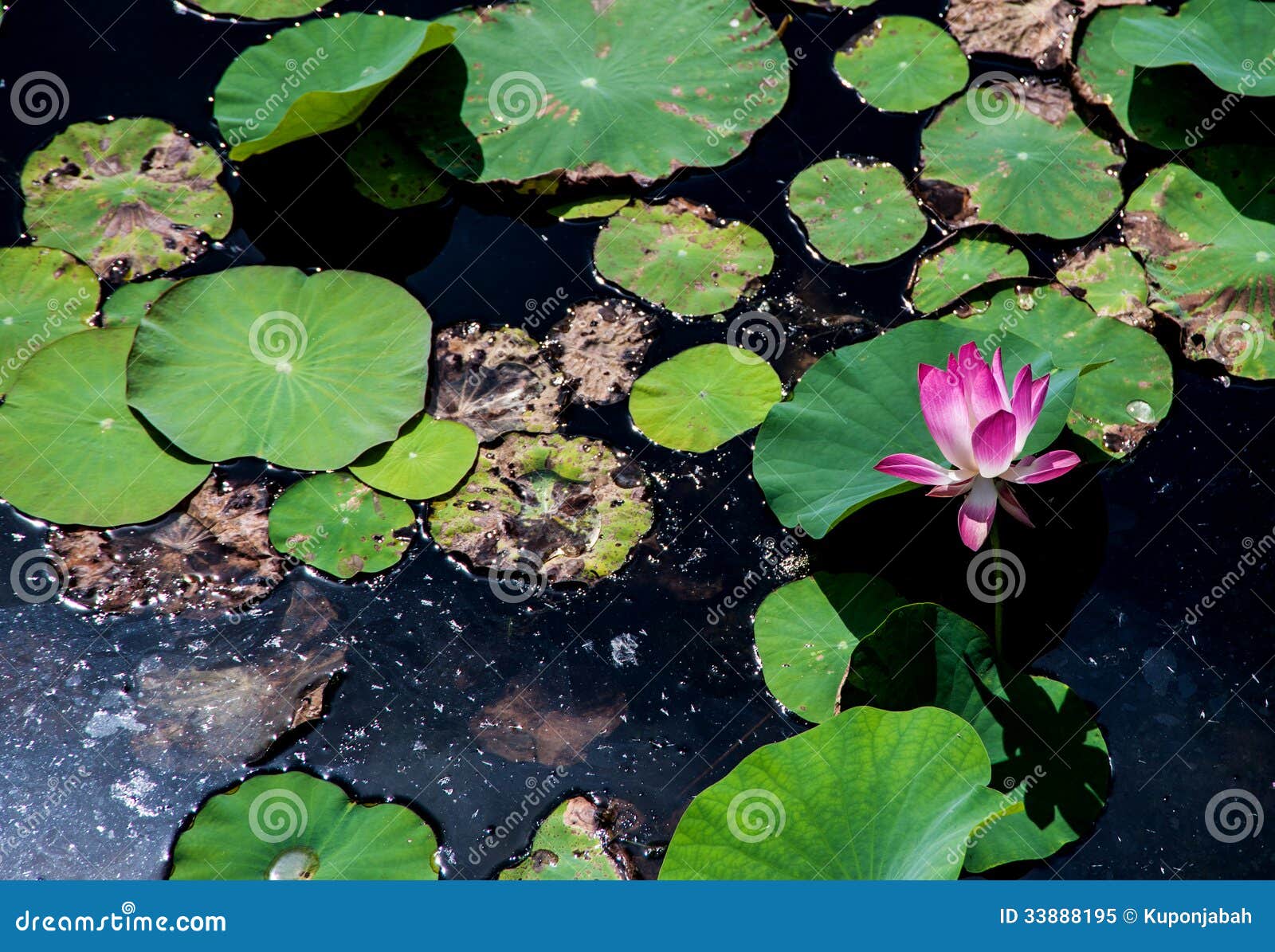 Lotus in swamp stock image. Image of pink, nature, lilly - 33888195