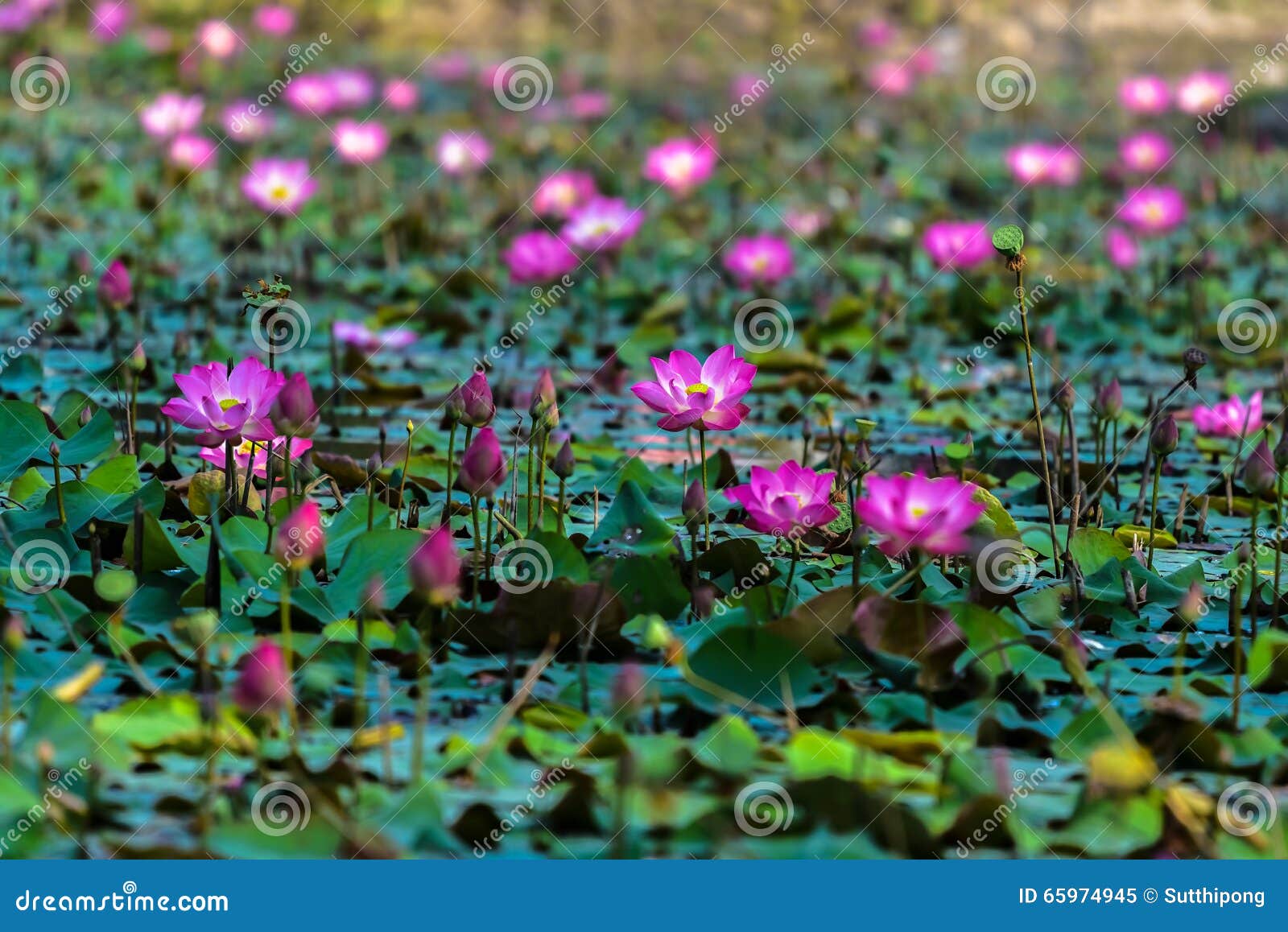 Lotus in the swamp stock image. Image of landscape, green - 65974945