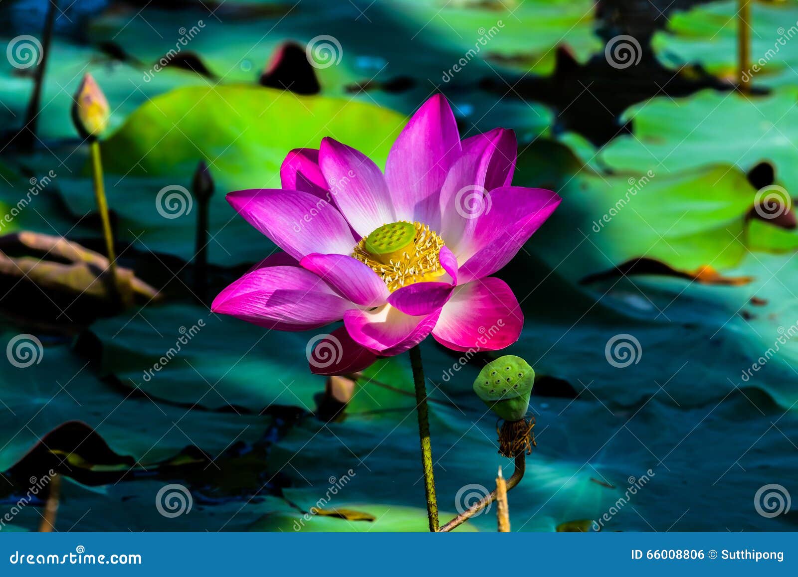 Lotus in the swamp stock photo. Image of botany, bean - 66008806