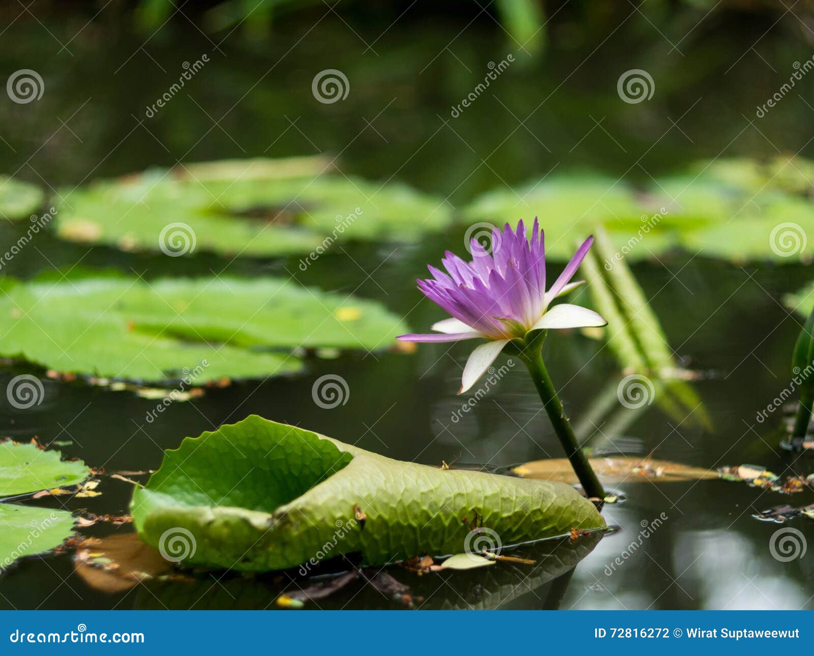 A lotus in the swamp stock photo. Image of single, swamp - 72816272