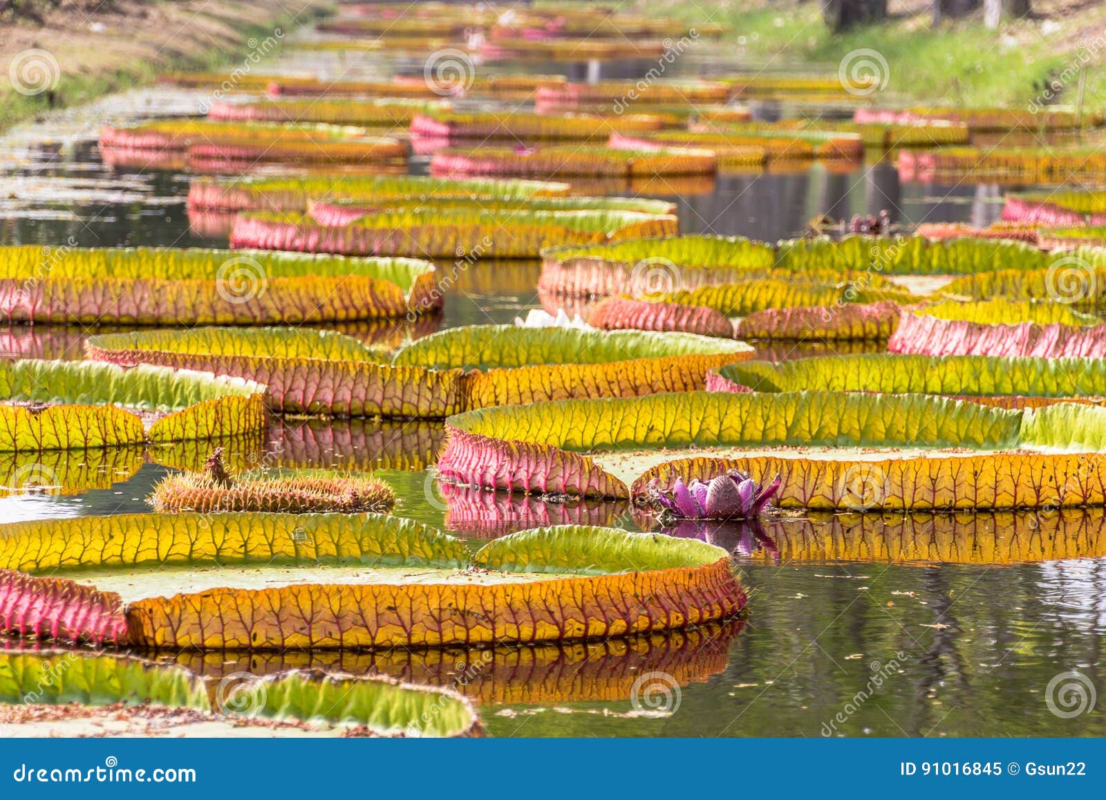 Lotus in tha pond stock image. Image of night, yellow - 91016845