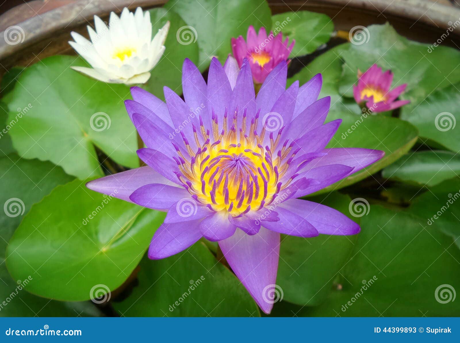 Lotus three color stock image. Image of lotus, three - 44399893