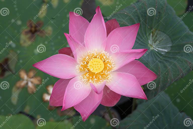 Lotus - top view stock photo. Image of flower, macro, background - 402472