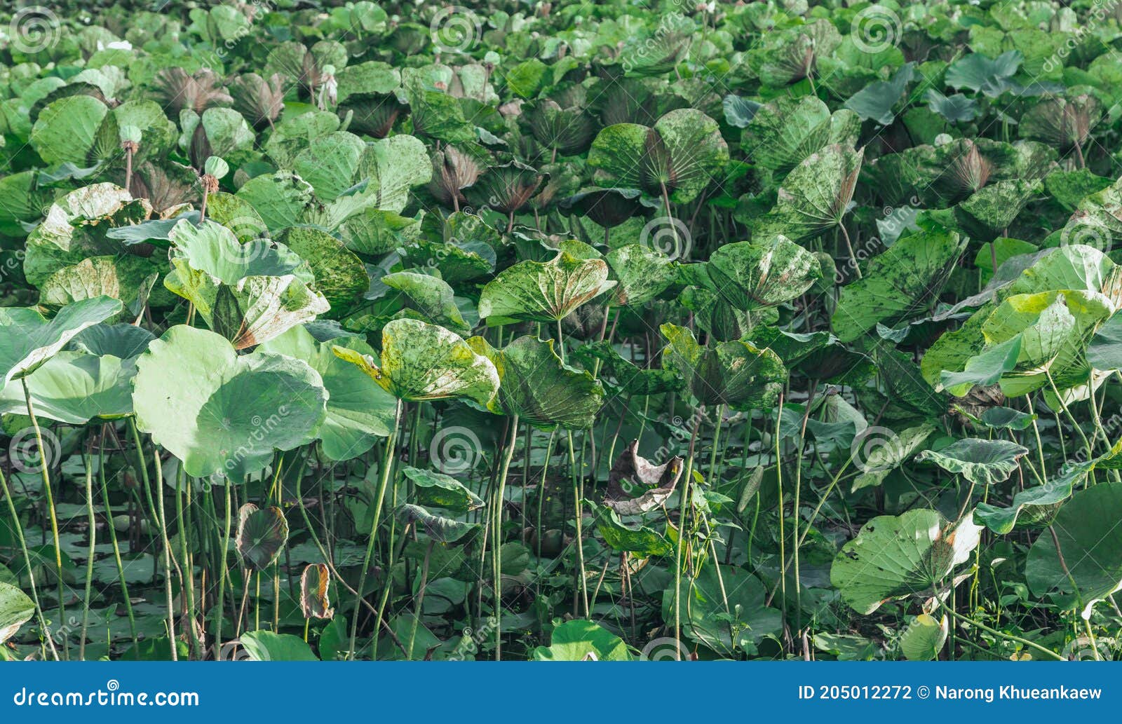 Lotus Tree and Lotus Leaf Background Stock Photo - Image of nature ...