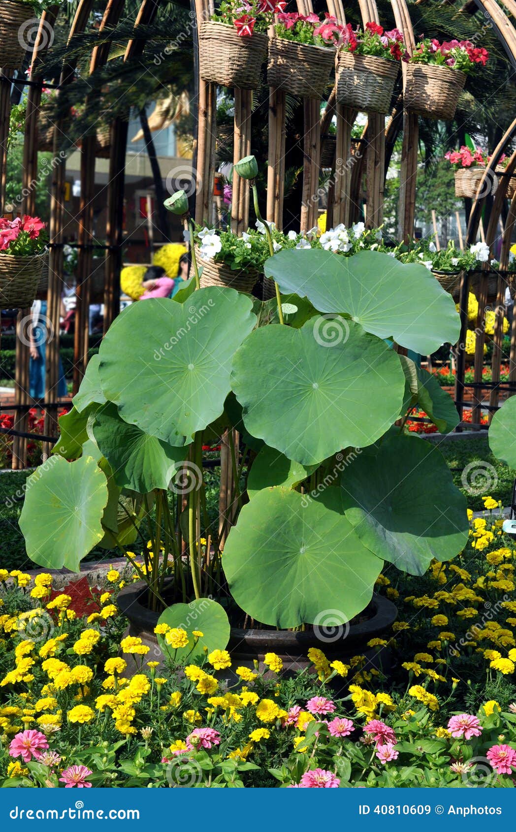 Lotus tree and mix flowers stock image. Image of white - 40810609
