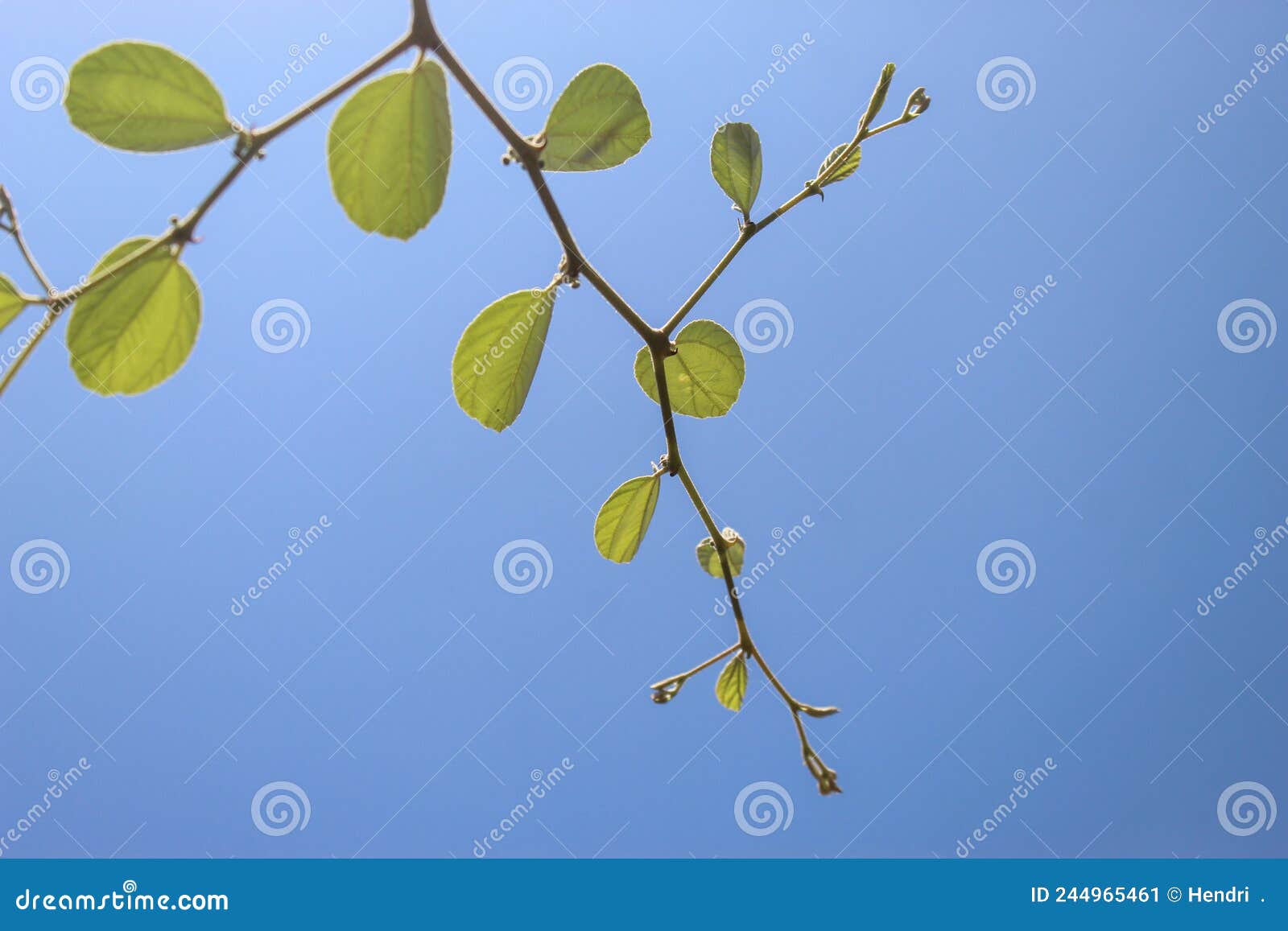 Lotus Tree Stalk Against a Blue Sky Background Stock Image - Image of ...