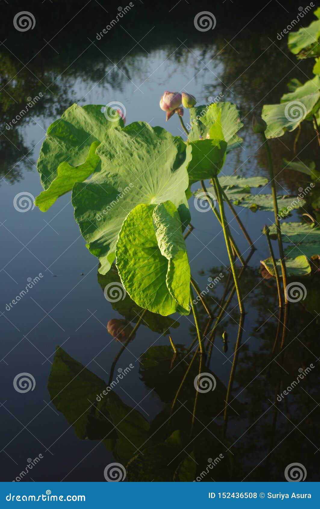 Lotus Trees Grow in Canals and Flowering. Stock Photo - Image of water ...