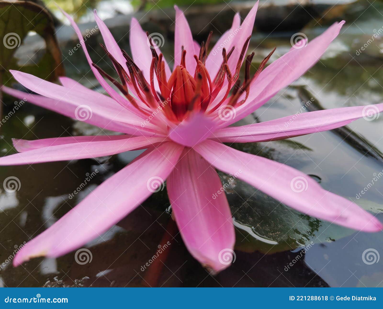 Lotus Tunjung Teratai Bunga Air Foto de archivo - Imagen de aire, flor ...