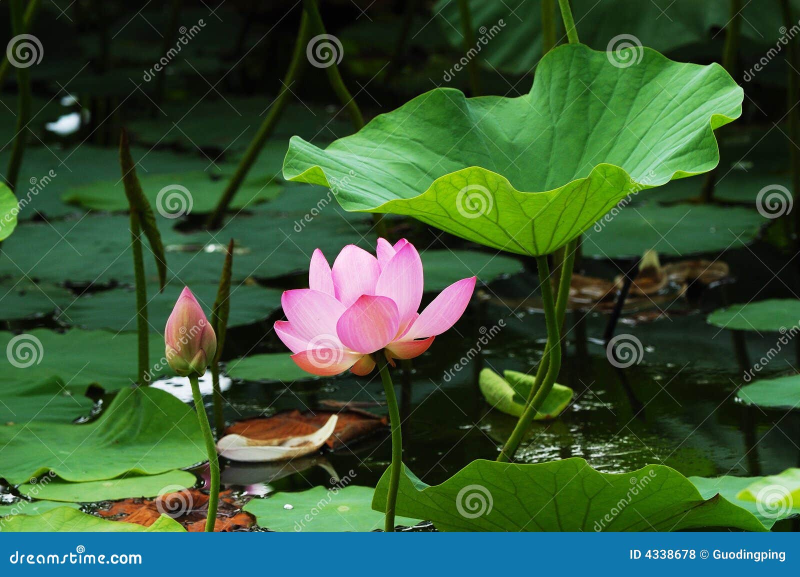 Lotus under leaf stock photo. Image of aquatic, garden - 4338678